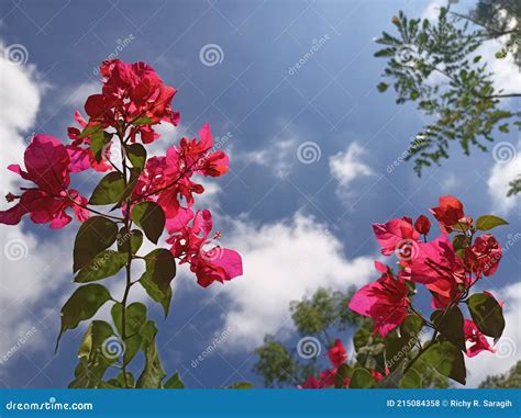 As Flores Cor De Rosa Na Nudy Foto De Stock Imagem De Flores Produto