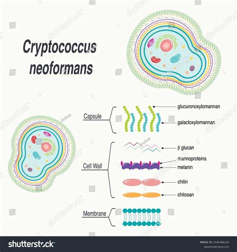 Diagram Cryptococcus Neoformans Cell Stock Vector Royalty Free