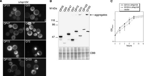 Deletion Of The Proline Rich Region In The Amino Terminal Region Of