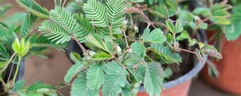 含羞草会 害羞”的原因 运富春