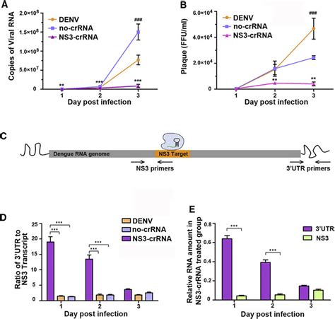 Kinetics Of Dengue Viral Replication In Cells Under Different Treatment