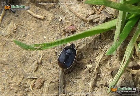 White Margined Burrower Bug