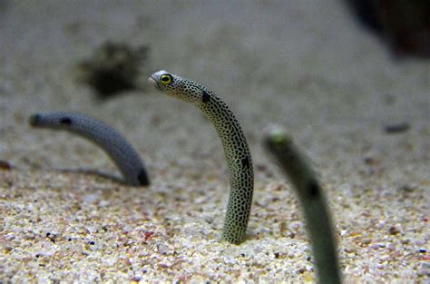 Spotted Garden Eel California Academy Of Sciences