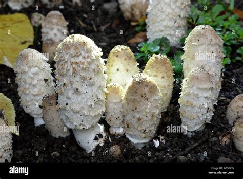 Shaggy Ink Cap Lawyers Wig Shaggy Mane Coprinus Comatus Stock