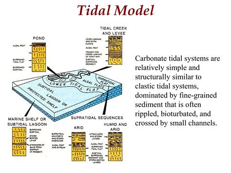 Carbonate Depositional Systems Ppt Geology Science