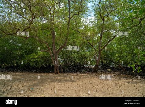 Tropical Mangrove Forest Trees Roots Pneumatophores And Aerial Roots