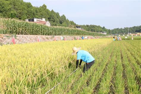 川北地区也能种植再生稻！绵阳三台水稻亩产破800公斤四川在线