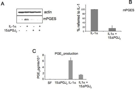15Δpgj2 15 Deoxy Δ1214 Prostaglandin J2 Represses Mpges Microsomal