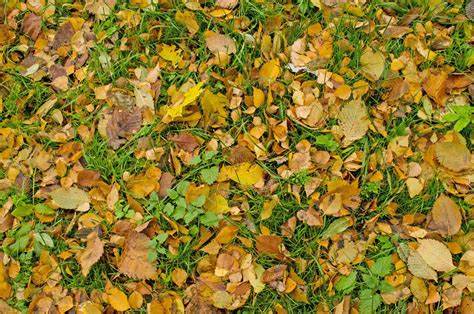 Premium Photo Autumn Background Texture With Colorful Leaves Patterns