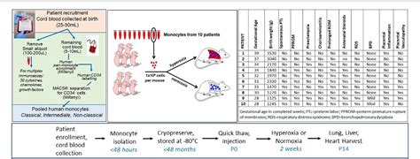 Figure 1 From Development Of A Novel Humanized Mouse Model To Study