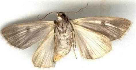 Undersides Of Imagos Ofaustralian Heliothinae
