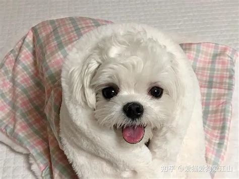 普安特兽药科普常见的狗狗寄生虫有哪些种类 知乎
