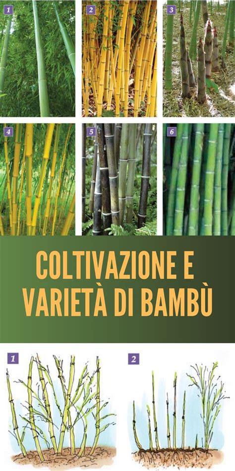 Bambù Coltivazione E Varietà Coltivare Bambù Piante Di Bambù