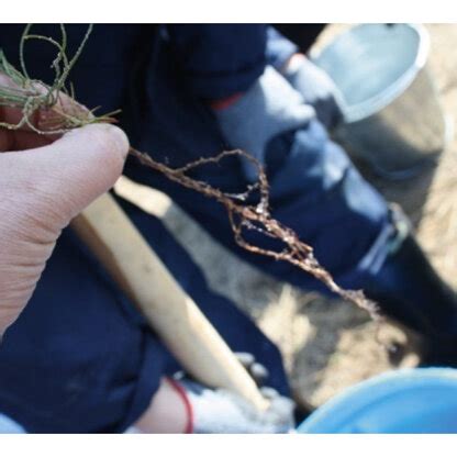 Photo Of Pine Trees In Plot In The Second Year After Planting Download Scientific Diagram