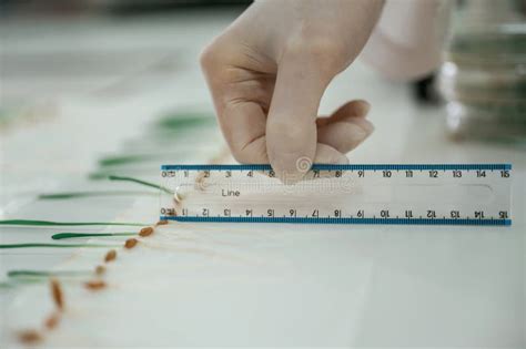 Measuring The Growth Of Plants Woman Is Working In The Laboratory With Grass Stock Illustration