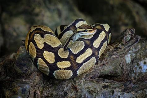 Python Royal Banque Dimages Et Photos Libres De Droit Istock