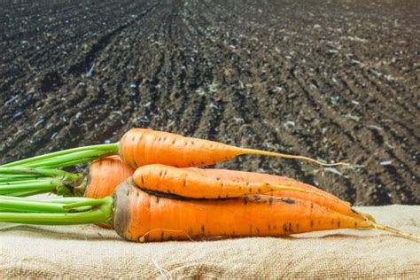 Disinter Bilder Durchsuchen 2320 Archivfotos Vektorgrafiken Und
