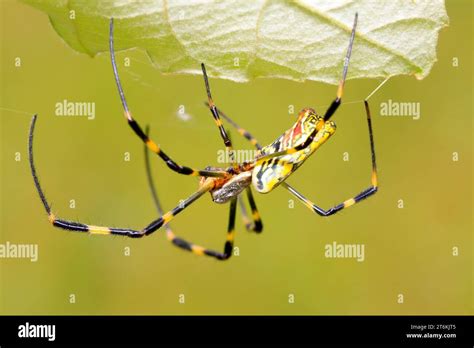 A Kind Of Insects Named Spider Body Covered With Strange Patterns