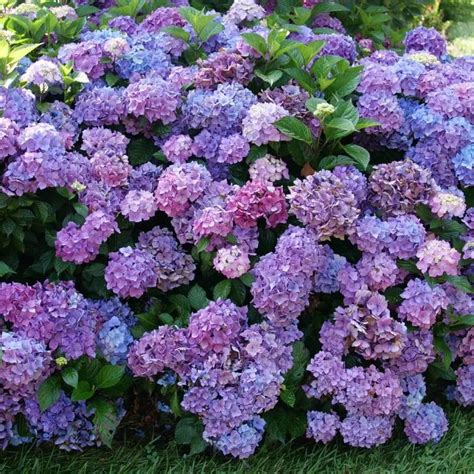 LET S DANCE CAN DO Reblooming Bigleaf Hydrangea Proven Winners ColorChoice Flowering Shrubs