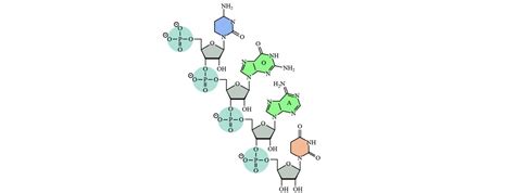Polynucleotide Structure