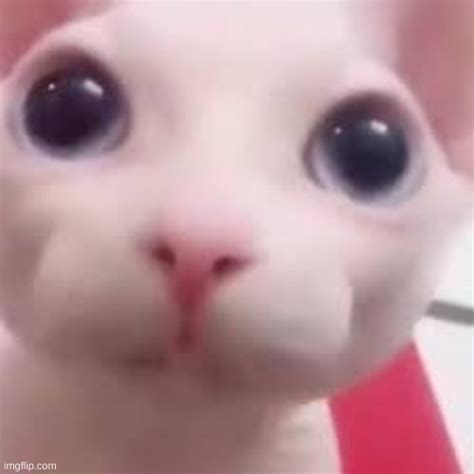 Cats Bingus Memes Gifs Imgflip