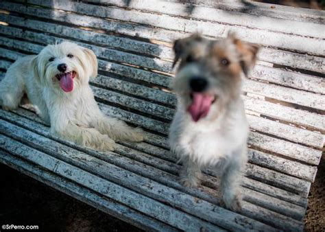 Ante Un Golpe De Calor En Perros Es Crucial Rebajar La Temperatura Corporal Y Luego Al Veterinario