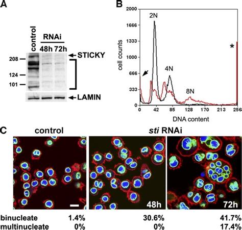 Rnai Mediated Silencing Of Sti In S2 Cells Causes Cytokinesis Defects