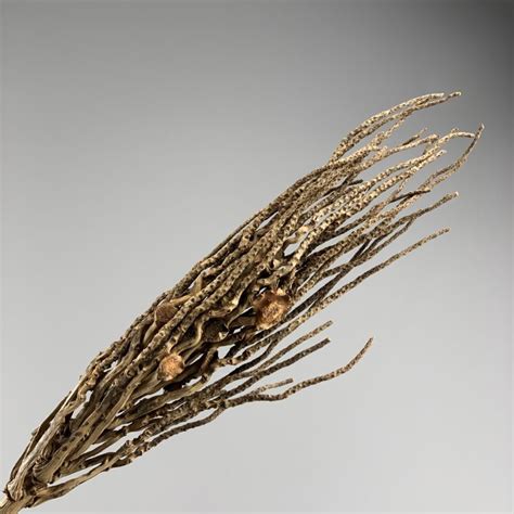 Botay Stick Approx 70 Cm Long With 15 Cm Spread