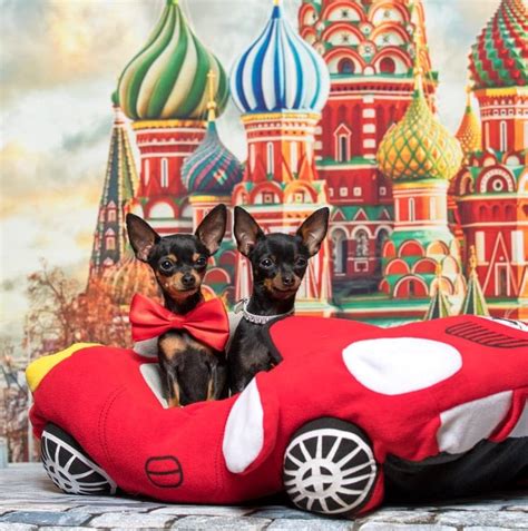 Русский той в Израиле купить продать щенки с родословной