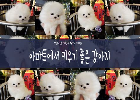 아파트집에서 키우기 좋은 강아지 네이버 블로그