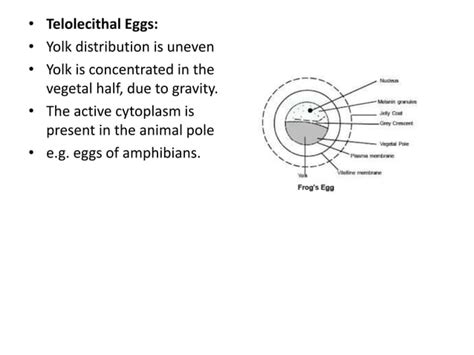 Types Of Eggs PPT