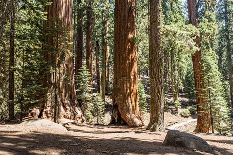 Giant Sequoia Tree In Yosemite National Park California Stock Image