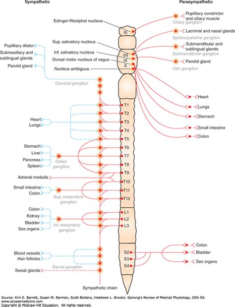 Sympathetic Preganglionic Fibers Release Which Neurotransmitter