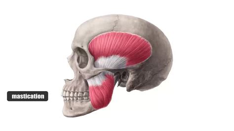 Muscles Of Mastication تشريح عضلات المضغ Youtube