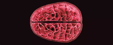 Understanding The Neurobiological Impacts Of Hormonal Fluctuations In