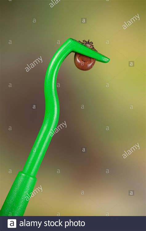 Tick Mating Hi Res Stock Photography And Images Alamy