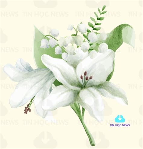 Download Hình Ảnh Hoa Ly Vector Đẹp File Png Miễn Phí