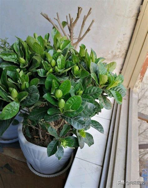 梔子香味濃郁養起來有困難用松針墊盆對開花有好處 每日頭條