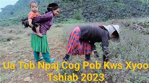 Kuv Niam Cov Kwv Tij Ua Teb Thoob Hav Npaj Cog Pob Kws Xyoo Tshiab Zaj Lis YouTube