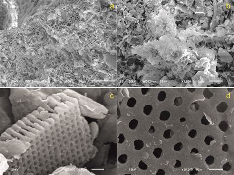 Microstructure Of Clayey Diatomites A General View B Siliceous Clay