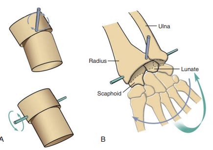 Chapter 2 Basic Structure And Function Of Human Joints Flashcards Quizlet