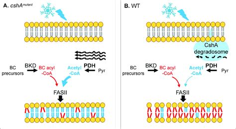 Schematic Model Of How Csha The Dead Box Helicase Modifies The