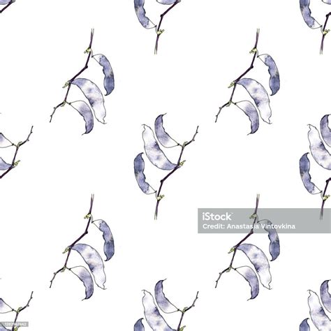 식물 원소 분기 원활한 패턴다양한 검은 콩 벽지와 Tekestil에 대한 흰색 배경에 현실적인 다채로운 스타일의 라일락 Dolichos의 포드 천연 대두 손 그린 건강한