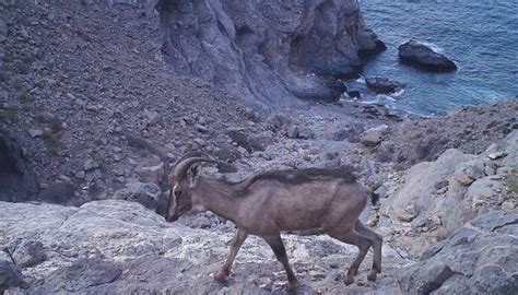 Trap Cameras Capture Arabian Ibex Drinking Seawater Times Of Oman