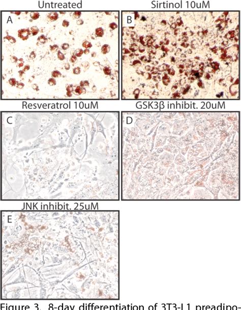 Figure 3 From The Role Of Pgc 1 α In Adipocyte Differentiation And Fat