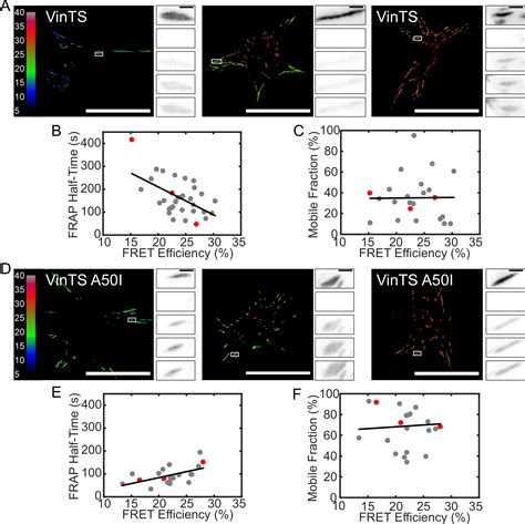 Video Measurement Of Force Sensitive Protein Dynamics In Living Cells Using A Combination Of