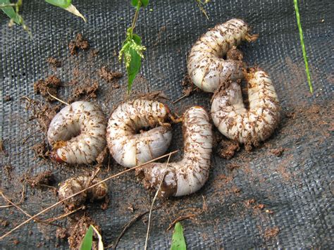 Coconut Diseases And Pests Description Uses Propagation