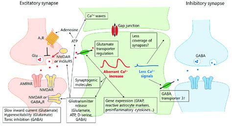 Functional Significance Of Astrocyte Ca 2 Signals In Disease The