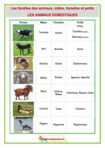 les familles des animaux mâle femelle et petit موقع مدرستي