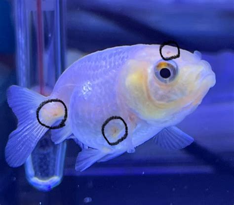 금붕어 난주 몸에 빨간 점 지식in